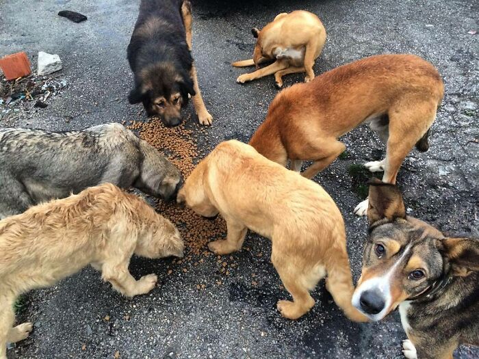 Story Of A Lady Who Traveled Daily To See Homeless Dogs!