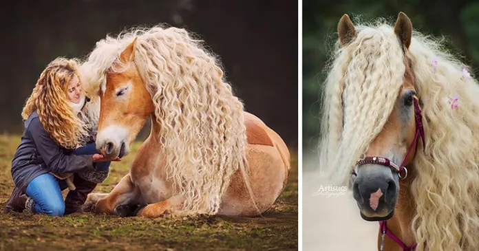 15 Rare And Unusual Horse Breeds That Prove Nature Is The Most Creative ...