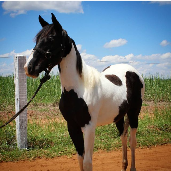 15 Rare And Unusual Horse Breeds That Prove Nature Is The Most Creative ...