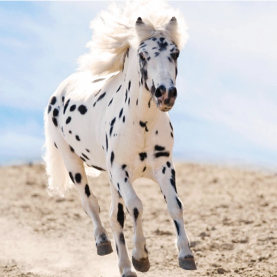 15 Rare And Unusual Horse Breeds That Prove Nature Is The Most Creative ...