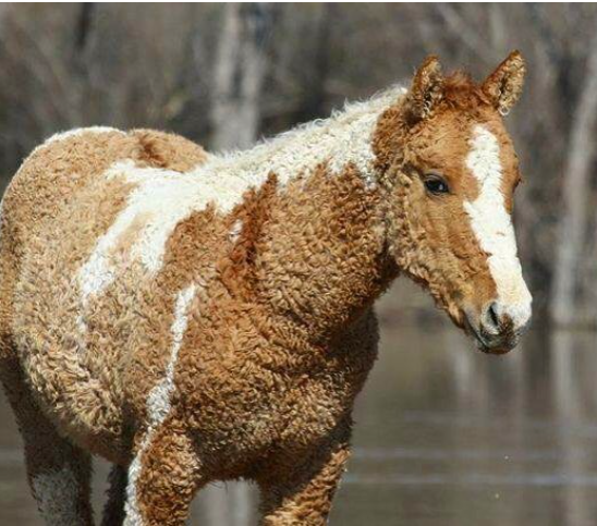 15 Rare And Unusual Horse Breeds That Prove Nature Is The Most Creative ...