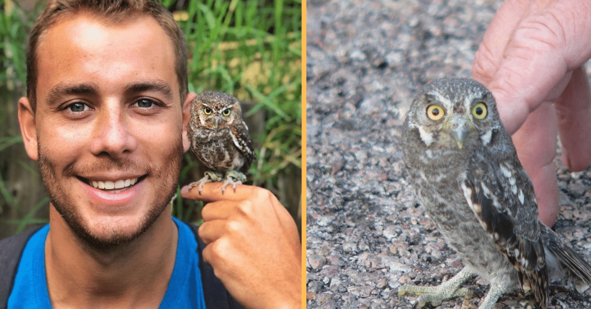Meet the Elf Owl, the world's smallest owl.