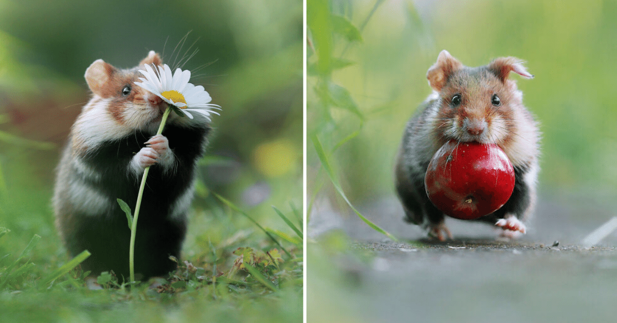 30 Pictures Of Wild Hamsters Taken By A Wildlife Photographer Spending ...