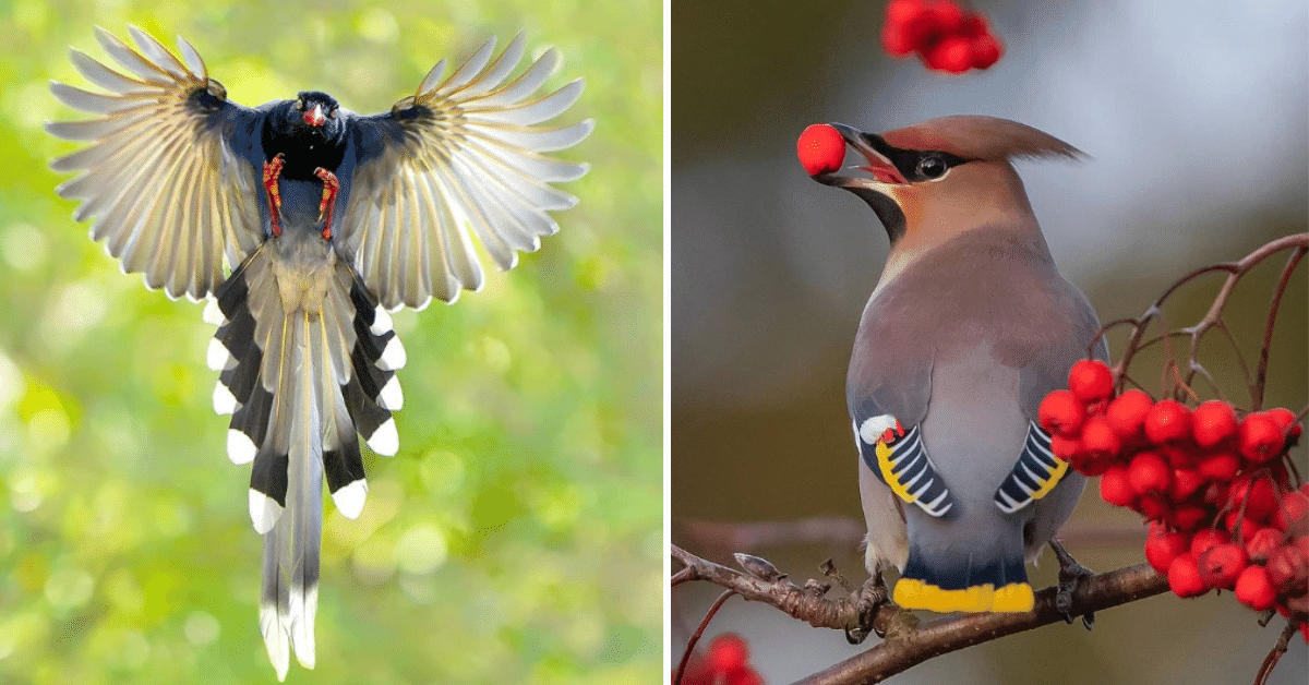 20 Extraordinary Birds You Might Find Attractive
