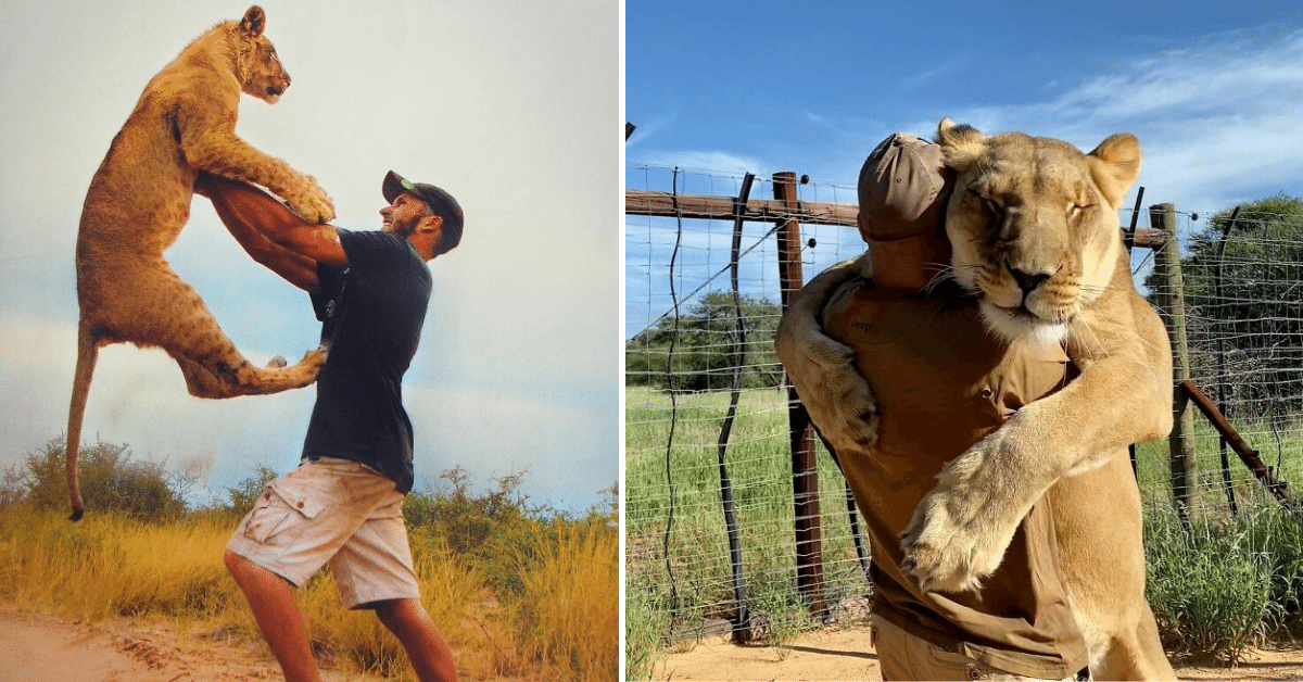 The Lioness That Was Rescued Shows Gratitude to Her Caregiver By Giving ...