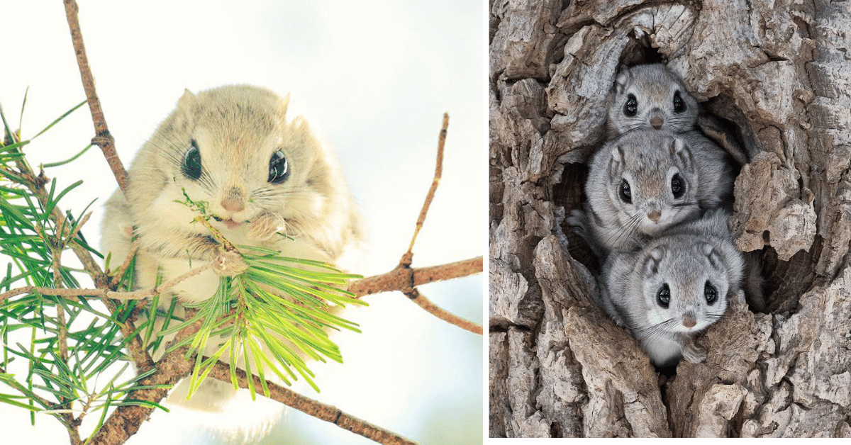 Meet The Japanese Flying Squirrels - Cutest Animals On Earth (13 Pics)