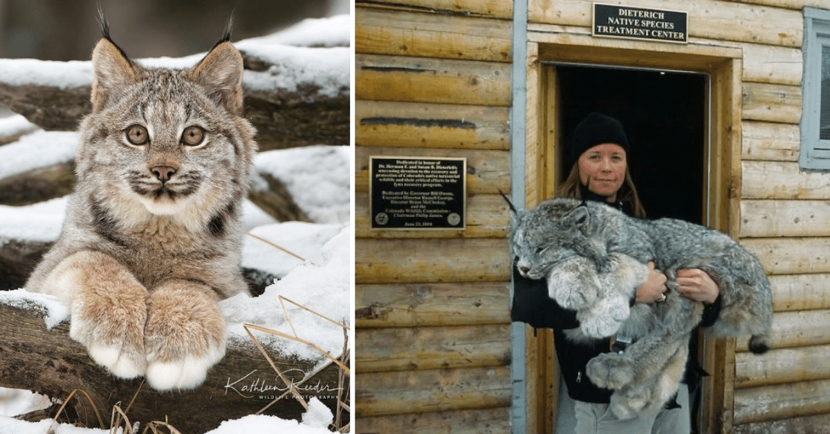 The Stunning Big-Pawed Canadian Lynx – One Of The Rarest Big Cats In ...