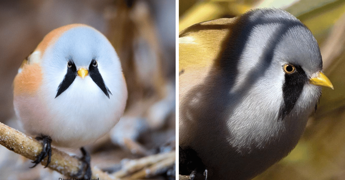 Flawless Splits Done By Adorable Round-Bearded Reedlings.