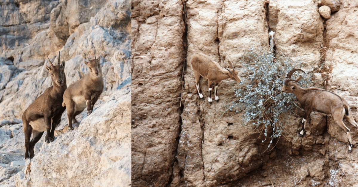 The Alpine Ibex: Nature's Masterful Climbers