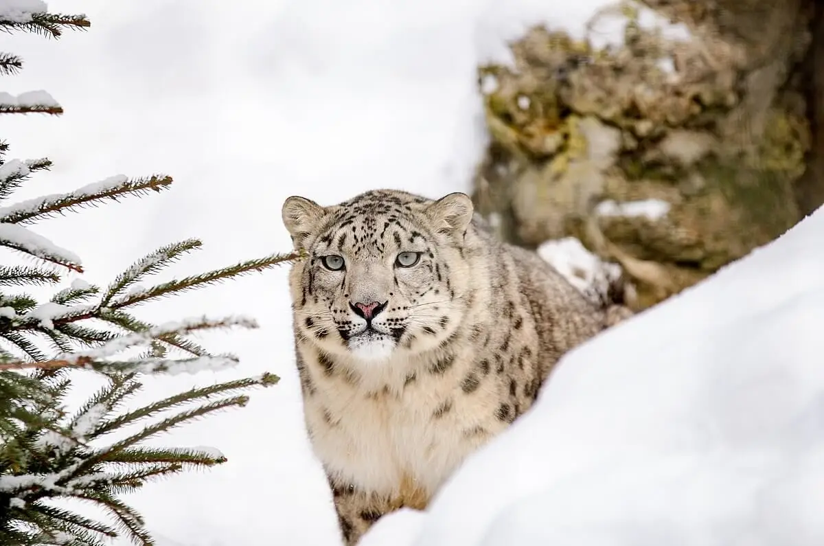 The Extraordinary Effort Behind Filming Snow Leopards for Planet Earth III